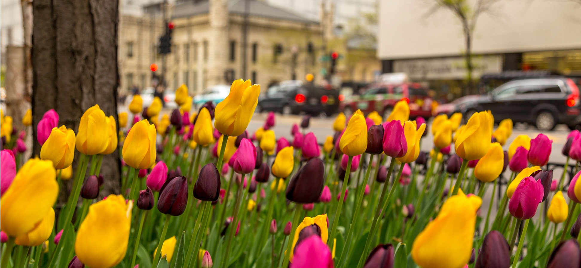 12 Things to Do in Chicago this Spring | SpotHero Blog